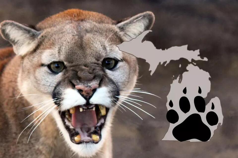 43 Photos of Michigan’s Apex Predator: Confirmed Cougar Sightings ...