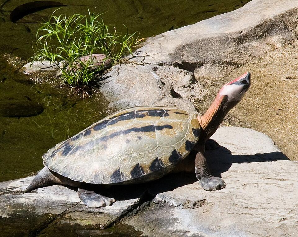 Why Some Turtles Can Recognize Their Owners - NewsBreak