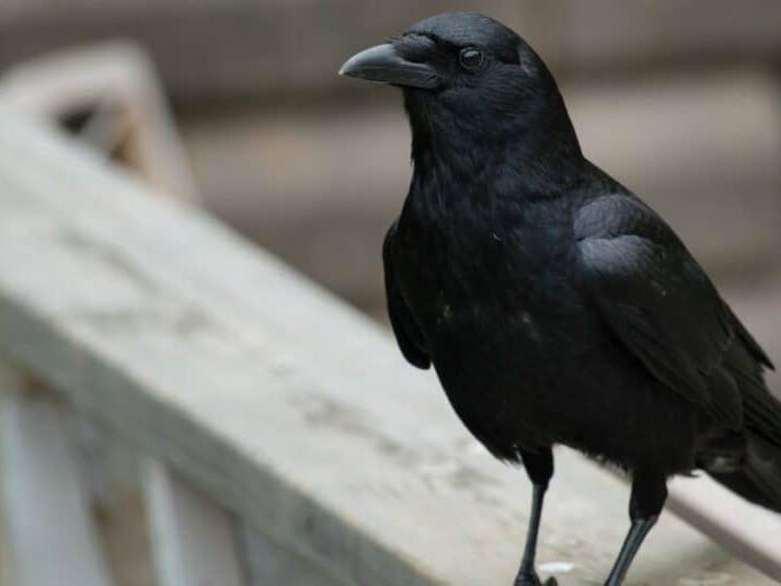 Different Types of Black Birds