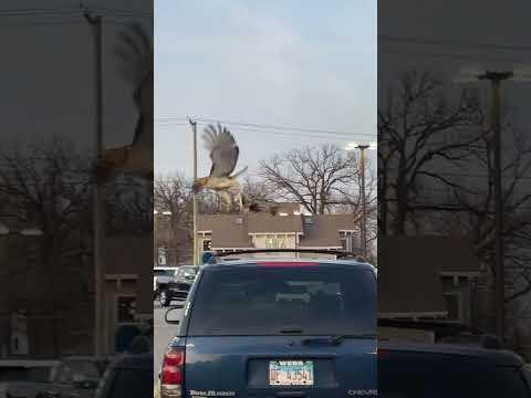 Hawk Snatches Up Squirrel & Flies Smack Dab Into The Side Of A Building ...