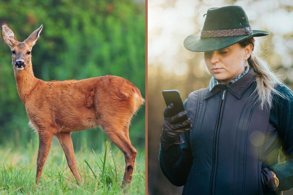 Tag a Deer From Your Phone? Maine’s Hunting Tradition Gets Modern ...