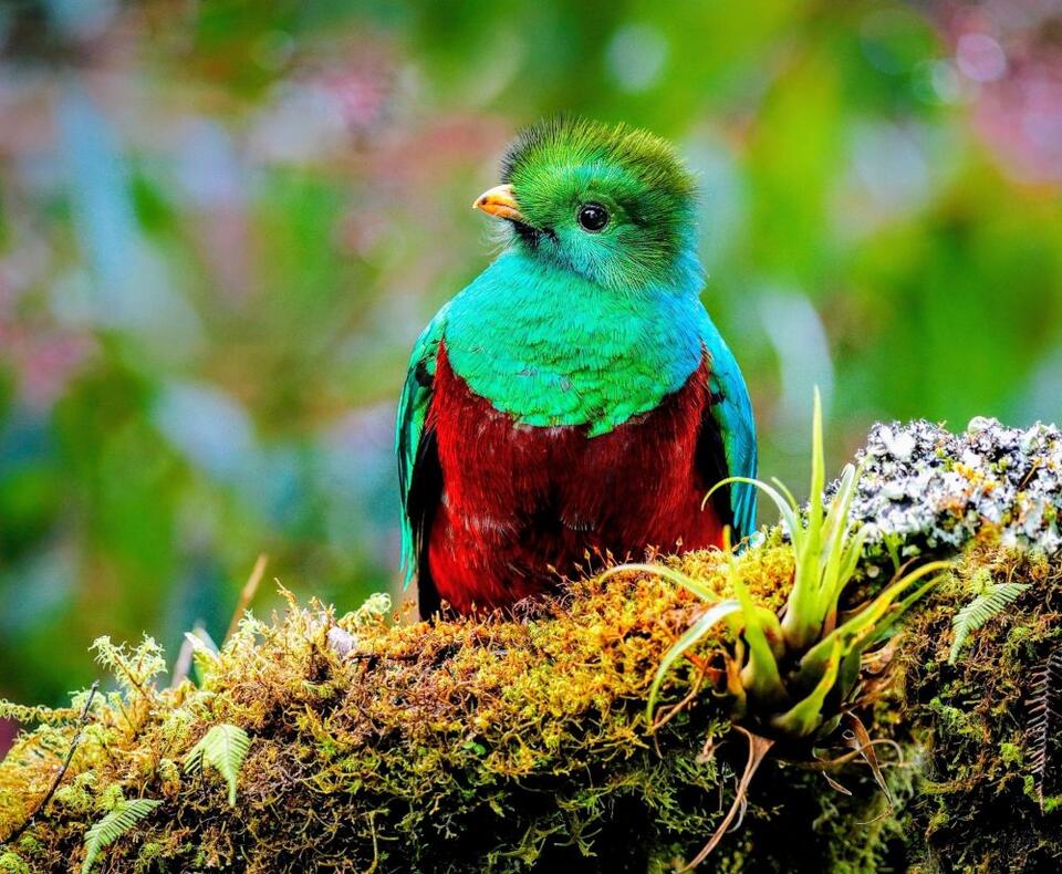 All birds, one tree: Complete evolutionary map reveals hidden links ...