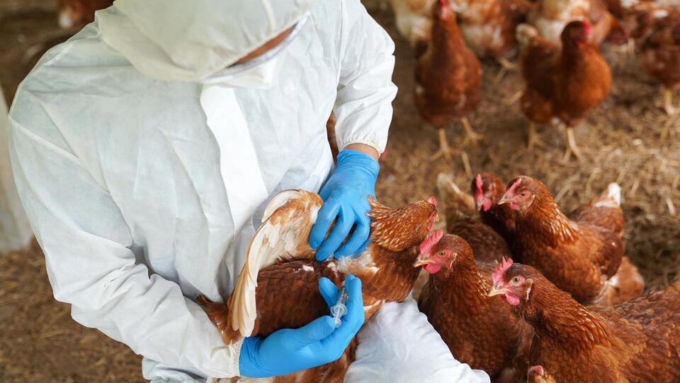 Iowa's 1st case of bird flu in 2026 discovered in Kossuth County ...