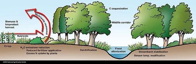 The Role of Forests in Mitigating Climate Change and Protecting ...