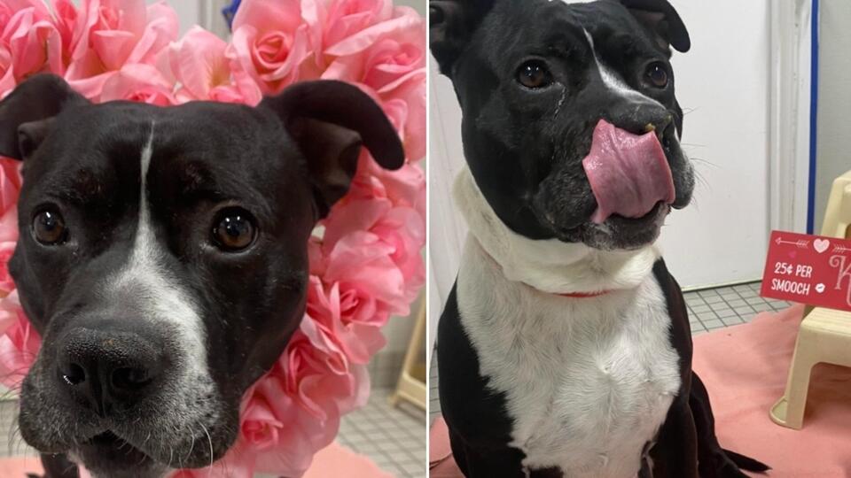 92 Days With No Interest: Meet the Socially Awkward & Very Sweet Dog ...