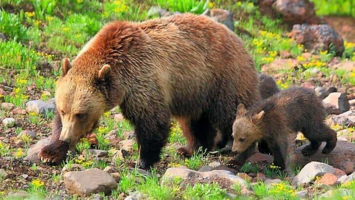 The Grizzly That Terrorized Anchorage: Alaska’s Bear 141 Story - NewsBreak