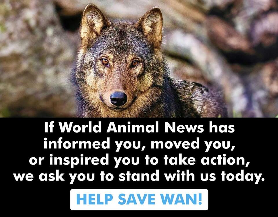 Marineland Of Canada Threatens To Euthanize 30 Belugas And 4 Dolphins ...