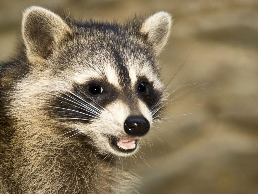 ‘Hairless’ Raccoon Spotted in British Columbia Is Making People Feel ...