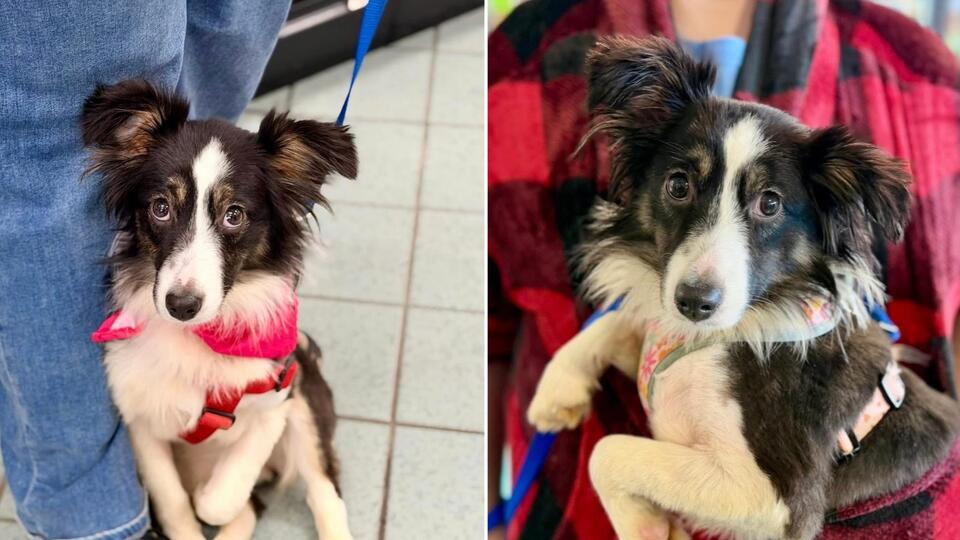 Winnie the 1-Year-Old Australian Shepherd Mix Seeks Forever Home After ...