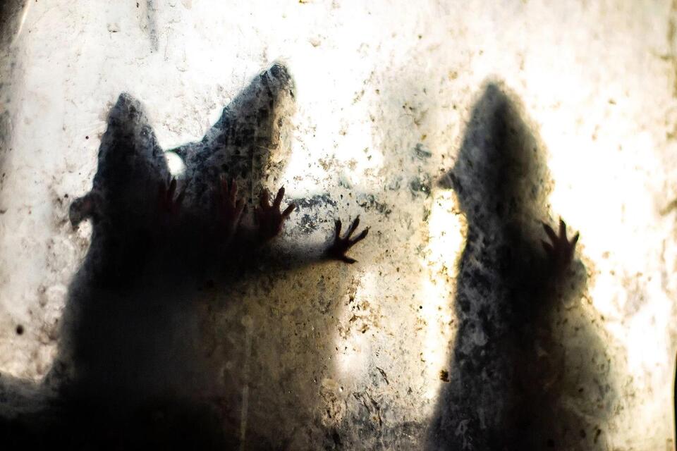 Minnesota City Named One Of Rattiest In The U.S. - NewsBreak