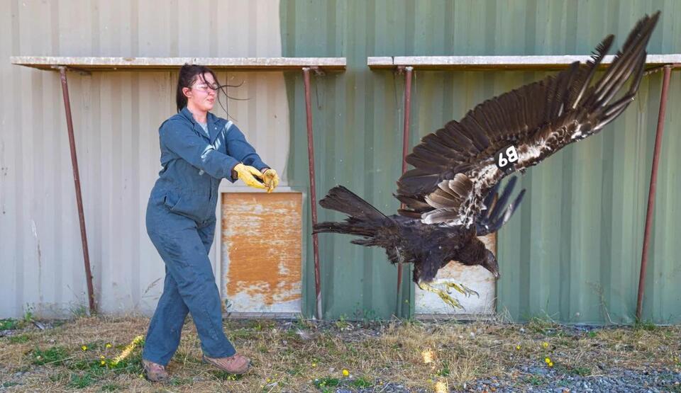 Yurok Condor Makes History, Becomes First to Fly Free in Oregon Since ...