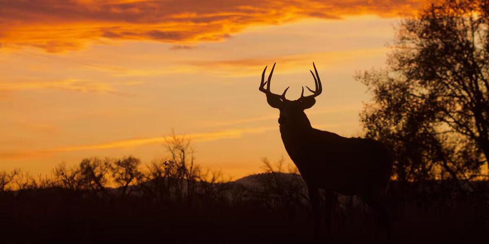 Missouri proposes changes to chronic wasting disease hunting ...