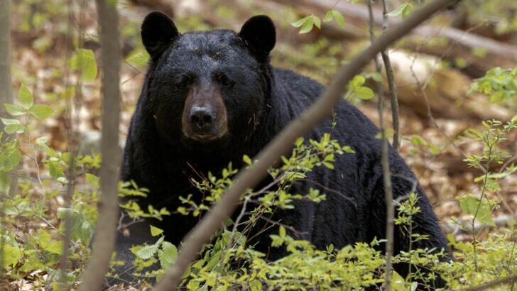 Most Commonly Spotted Animals at Redwood National Park - NewsBreak