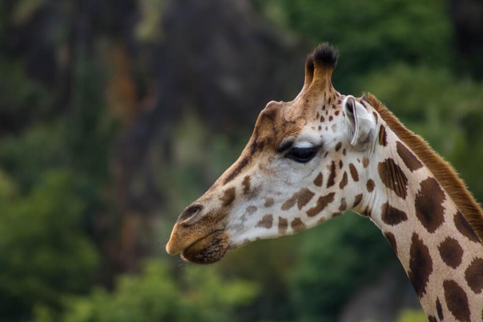 Long Necks, Short Answers: Debunking the Giraffe Evolution Myth - NewsBreak