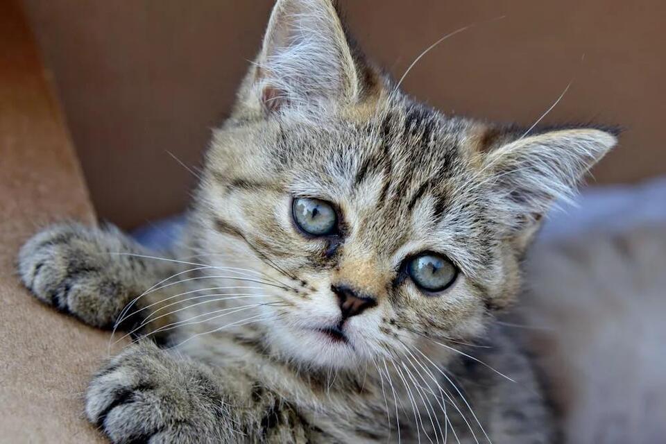 Persian Cat Stolen by Motorcycle-Borne Duo in Bengaluru’s Koramangala ...