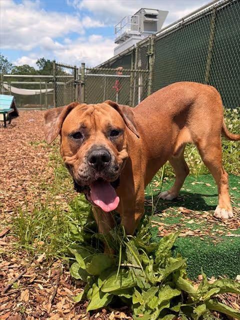 🐶 Playful, Sweet & Loyal Dogs Ready for Adoption in Leesburg - NewsBreak