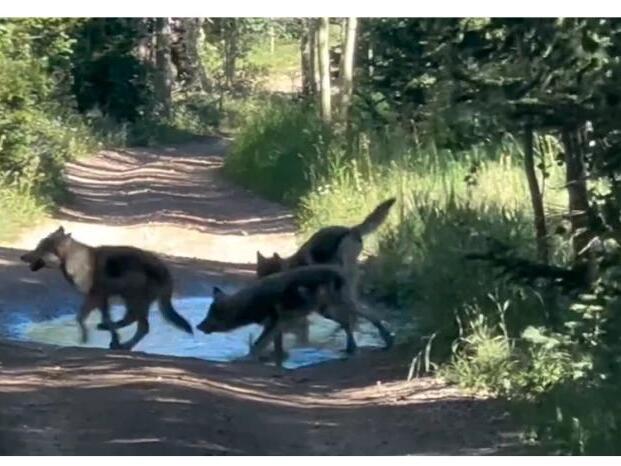Livestock depredation and relocation of the Copper Creek pack strain ...