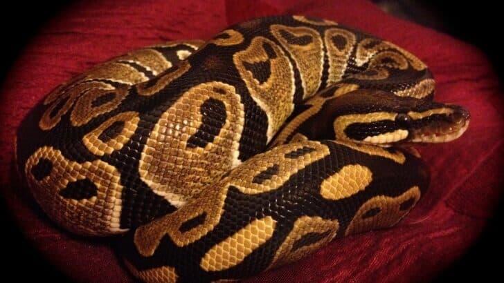 The Ethics of Keeping Exotic Pets: What You Need to Know - NewsBreak