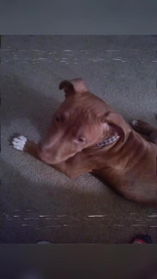 created by danielOG with Lil Mabu & Lil RT’s BIG DOG SH*T (feat. Lil RT ...