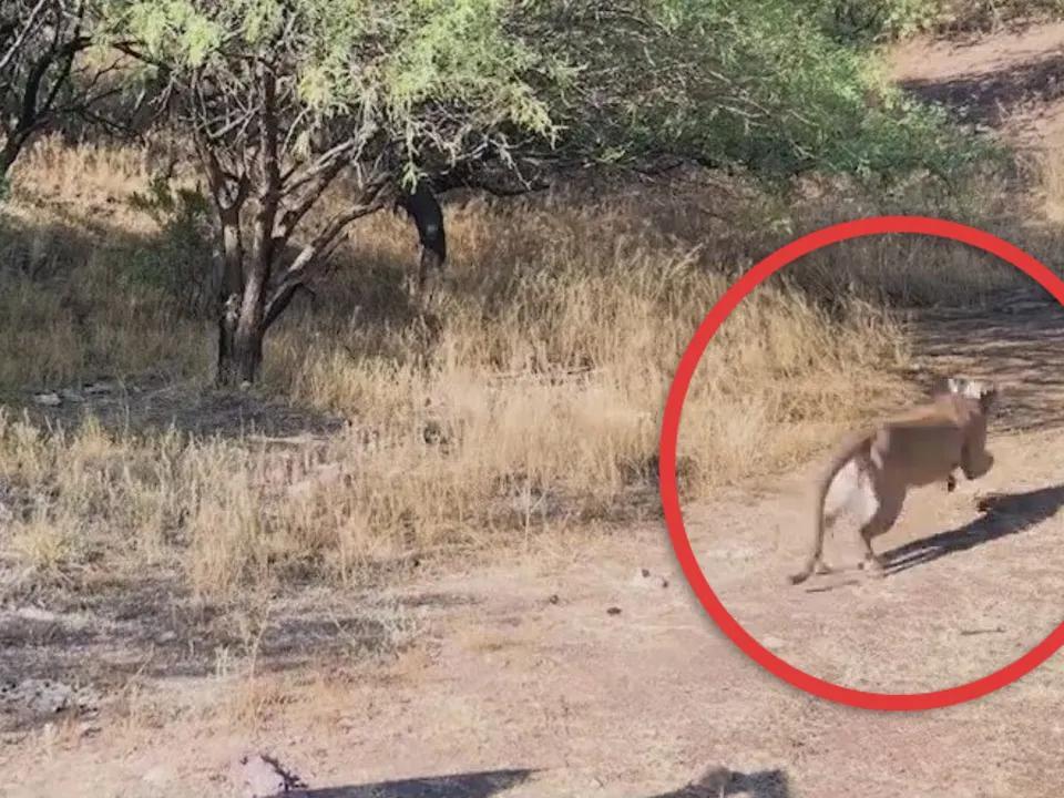 Arizona mountain lion released back into the wild