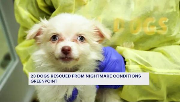 Greenpoint man faces animal abuses charges after 23 dogs covered in ...