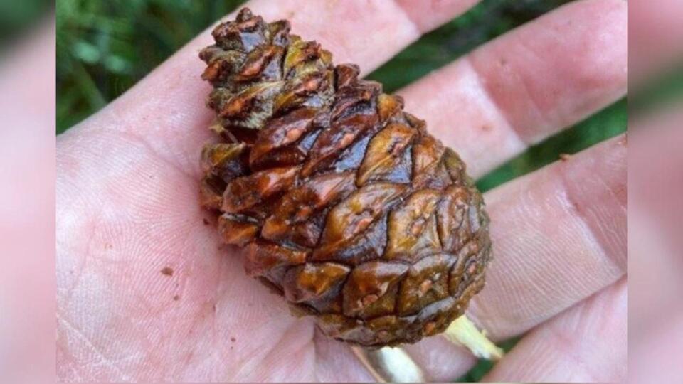 DNR Now Paying People To Collect Pine Cones In Wisconsin - NewsBreak