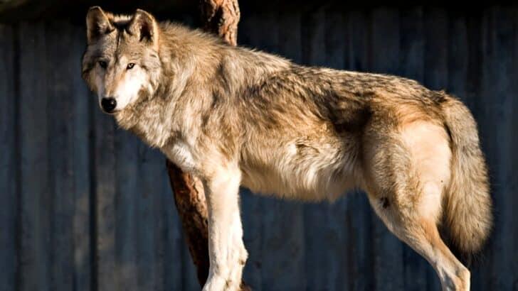 Meet the World’s Largest Wolf Ever Recorded – Its Size is Unreal ...