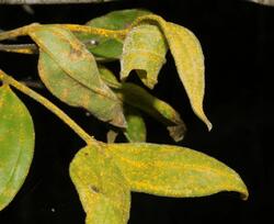 "It Sounds Like A Long Shot": Why Scientists Hope To Rescue A Zombie ...