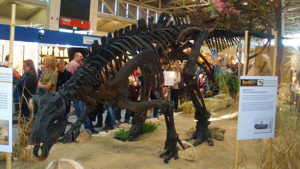 Why Rapid Burial Is the Key to Becoming a Fossil - NewsBreak