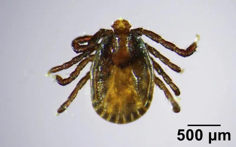 Invasive tick spreads to 23 states: Should you be concerned? - NewsBreak