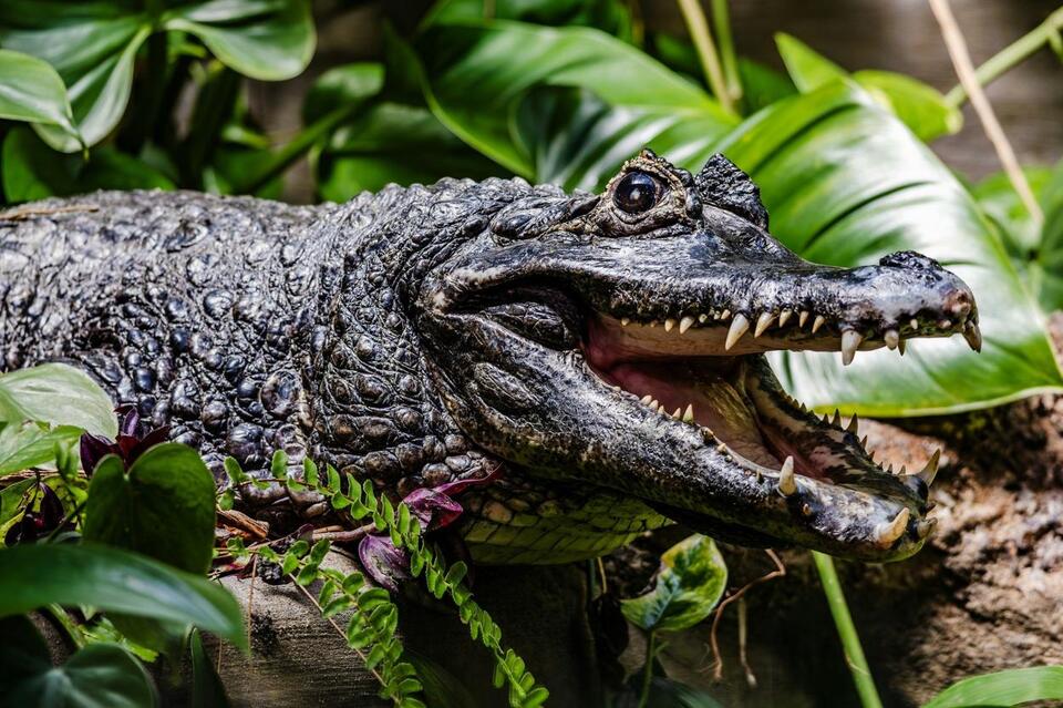 Louisiana Deer Hunter Attacked by Alligator Upon Exiting Deer Stand ...