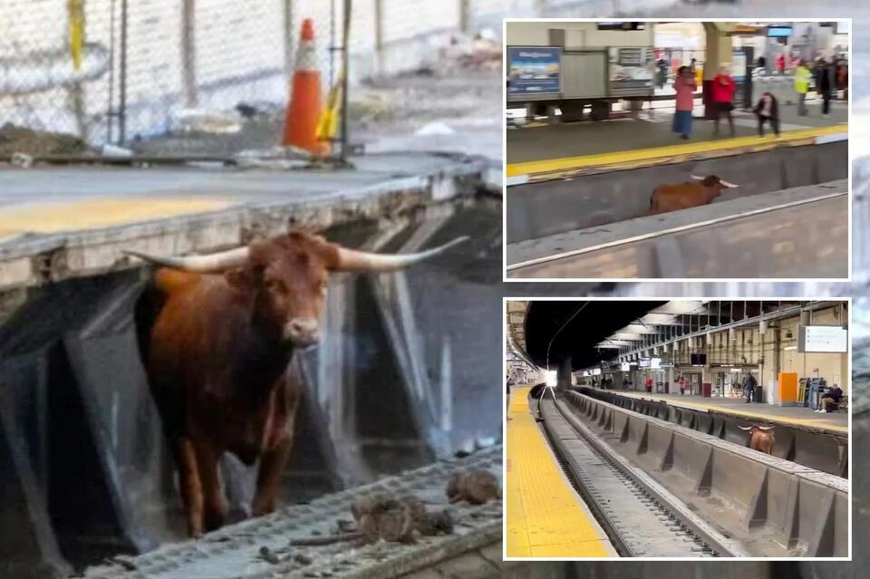 Bull that escaped slaughterhouse taken to animal sanctuary after ...