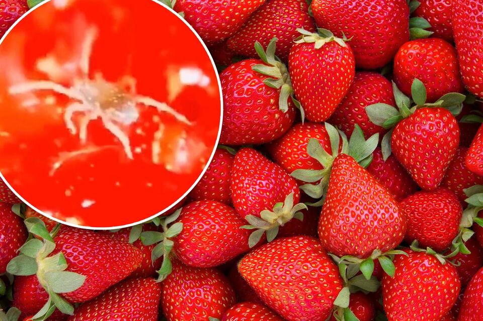 Strawberries are packed with bugs, disgusting microscope videos reveal ...