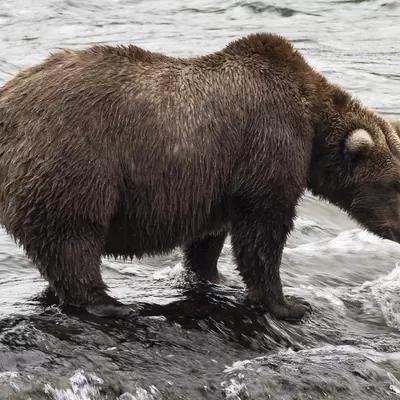 Voting begins for Fat Bear Week in Alaska - NewsBreak