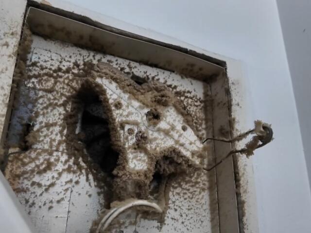 Bugs, rotting drywall, flooding complaints against Walnut Hills ...