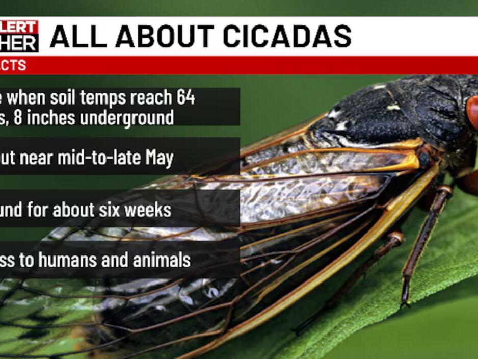 Two cicada broods set to emerge in parts of Indiana. Will we see them ...