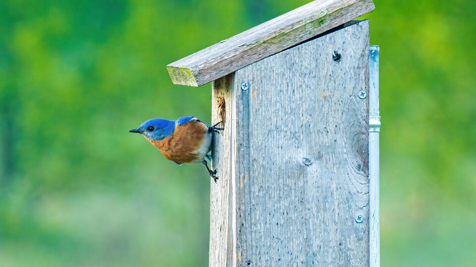 The Difference Between Nesting Boxes And Birdhouses (& When To Use Them ...