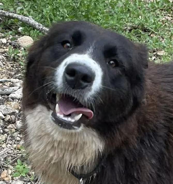 🐶 Playful, Gentle & Loyal Dogs Ready for Adoption in Portland - NewsBreak