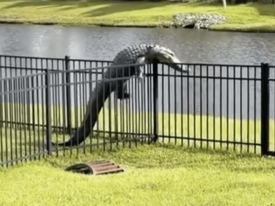 Alligator Faceplants After Nearly Getting Stuck Trying To Scale ...