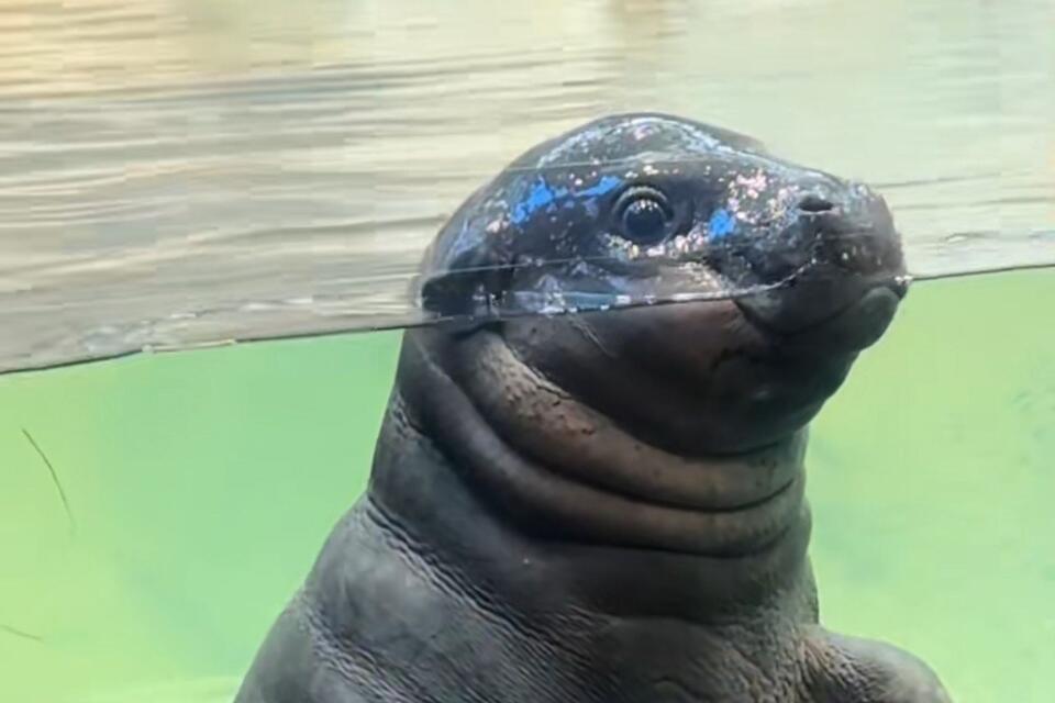 Say Hi to Hugo! John Ball Zoo’s First Baby Pygmy Hippo Is Finally on ...