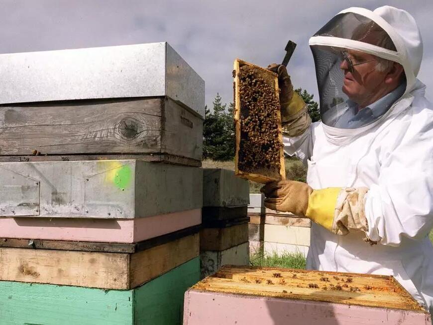 New Bee Discovered for the First Time in Texas