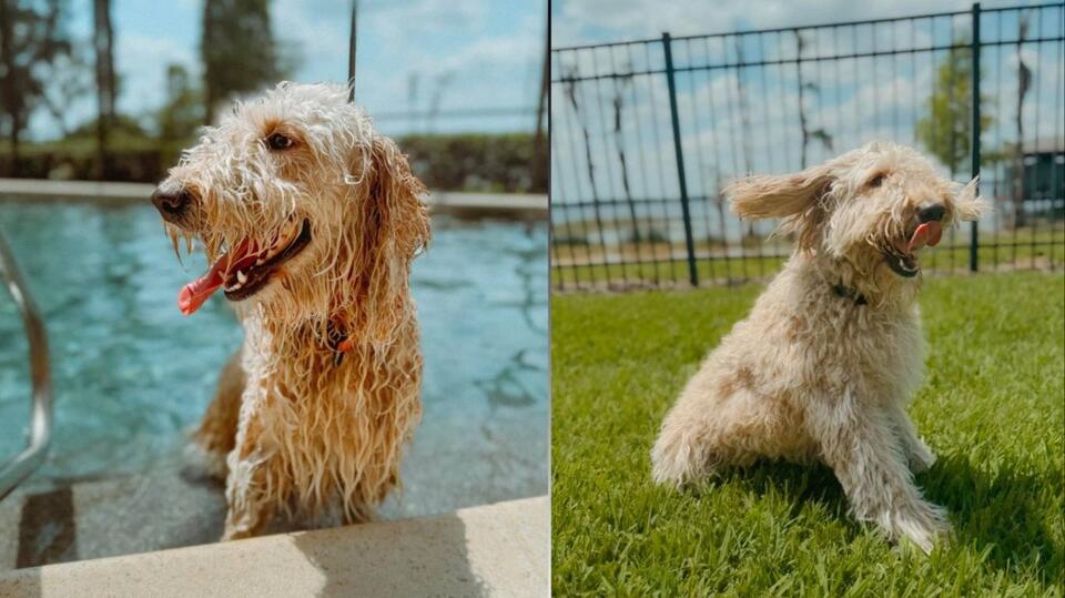 Florida Goldendoodle 45lb swimming sweetheart seeks forever home and ...