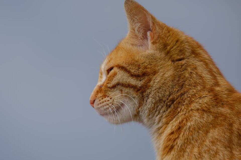 Scientists Destroy 8 Popular Cat Myths That Fool Pet Owners - NewsBreak