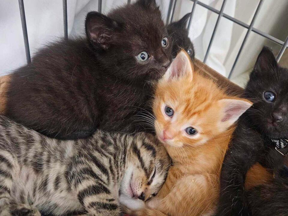 Branson Humane Society offers low-cost vaccination clinic