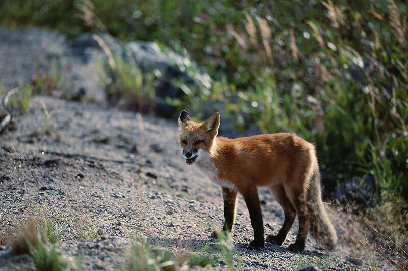 Potentially rabid fox attacks man in Farmingdale, report says - NewsBreak
