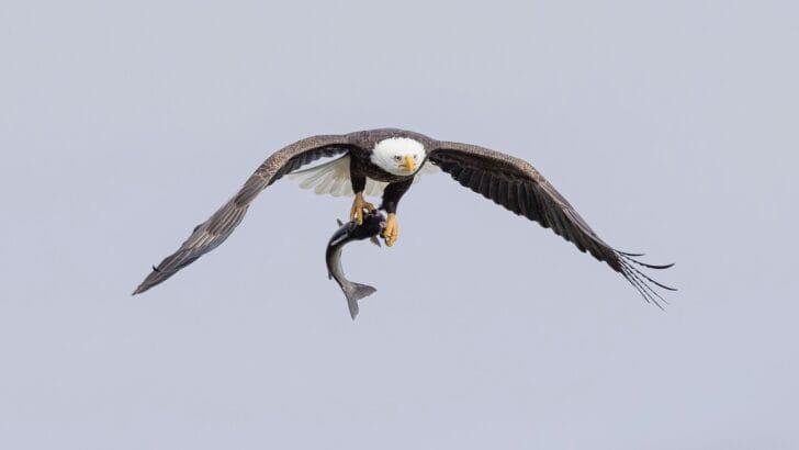 The Bald Eagle’s Mating Rituals – Aerial Acrobatics in the Sky - NewsBreak