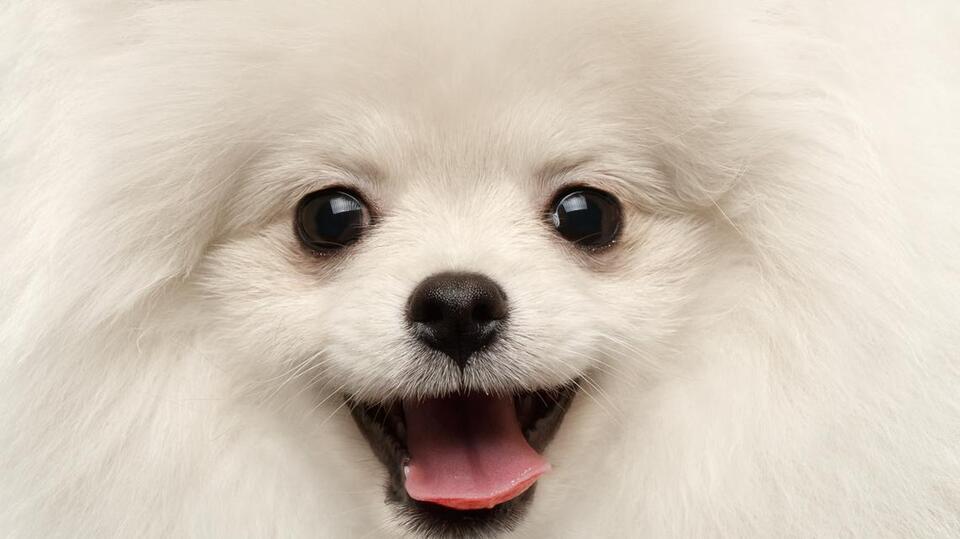 Pomeranian & Cavapoo's Lively 'Conversation' With Ragdoll Cat Serves Up ...