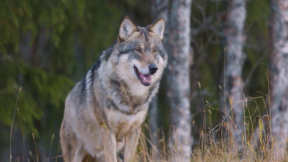 Michigan gray wolves stable in the Upper Peninsula, remain federally ...