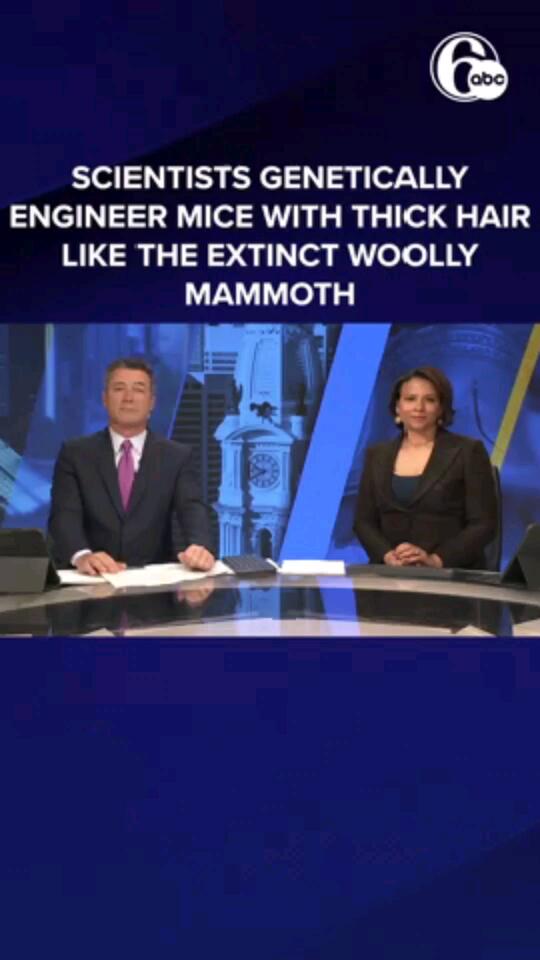 Scientists genetically engineer mice with thick hair like the extinct woolly mammoth - NewsBreak