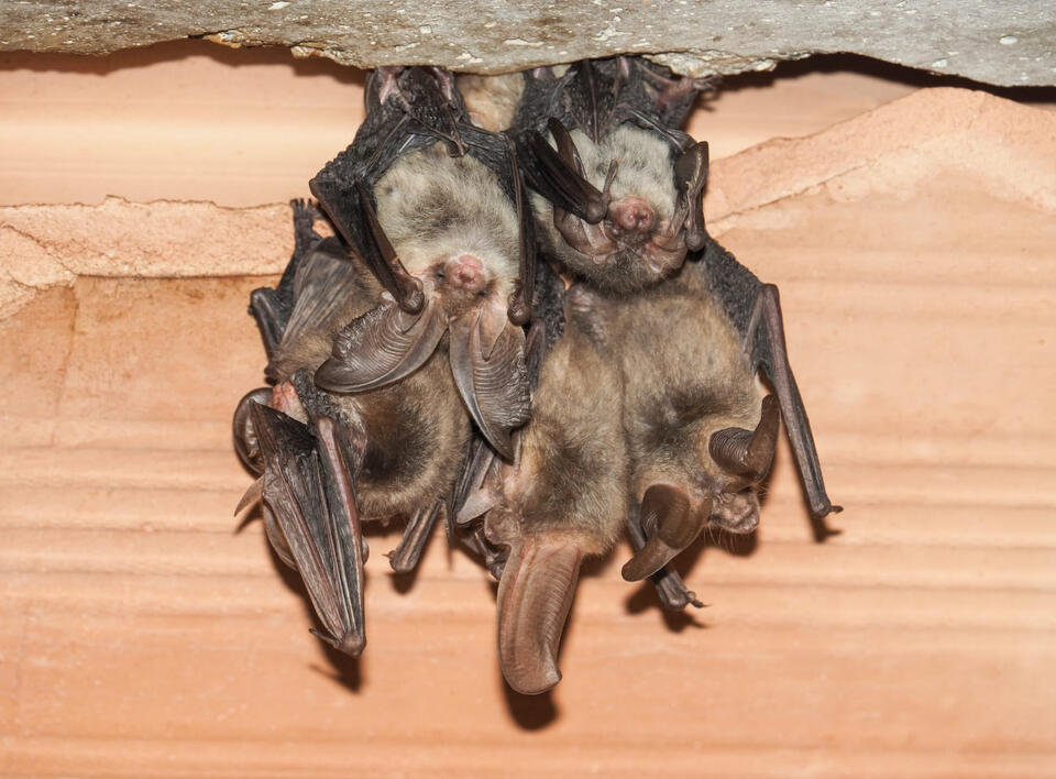 What Florida Homeowners Don’t Know About Bats in Roof Spaces - NewsBreak